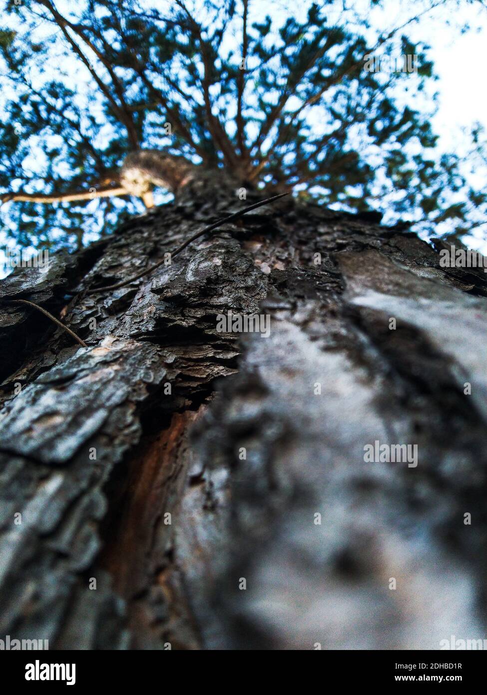 Tree trunk. Prerequisites Bottom view of trees. pine trunk, swirls Wood ...