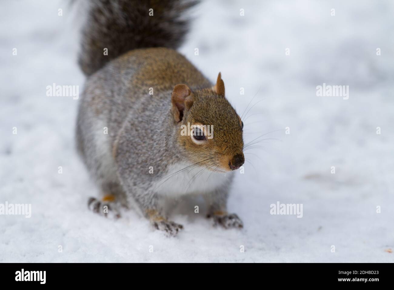 Icey ground hi-res stock photography and images - Alamy