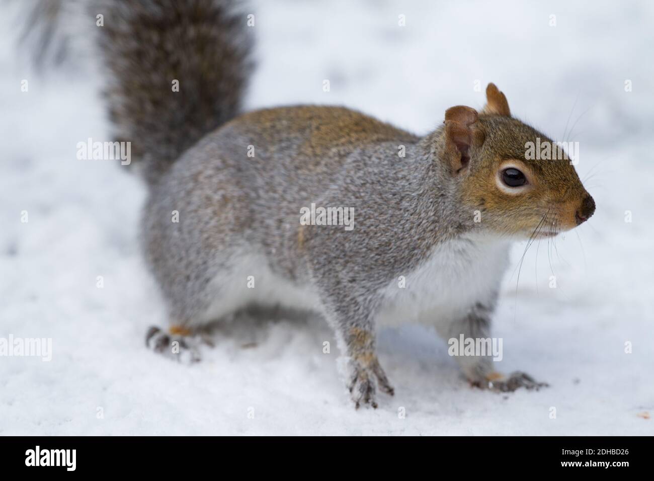 Icey ground hi-res stock photography and images - Alamy