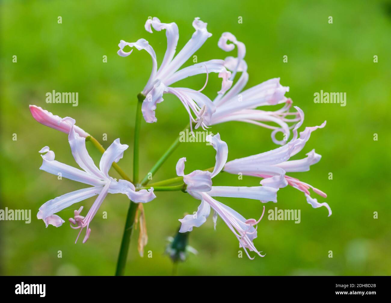 White pink nerine hi-res stock photography and images - Alamy
