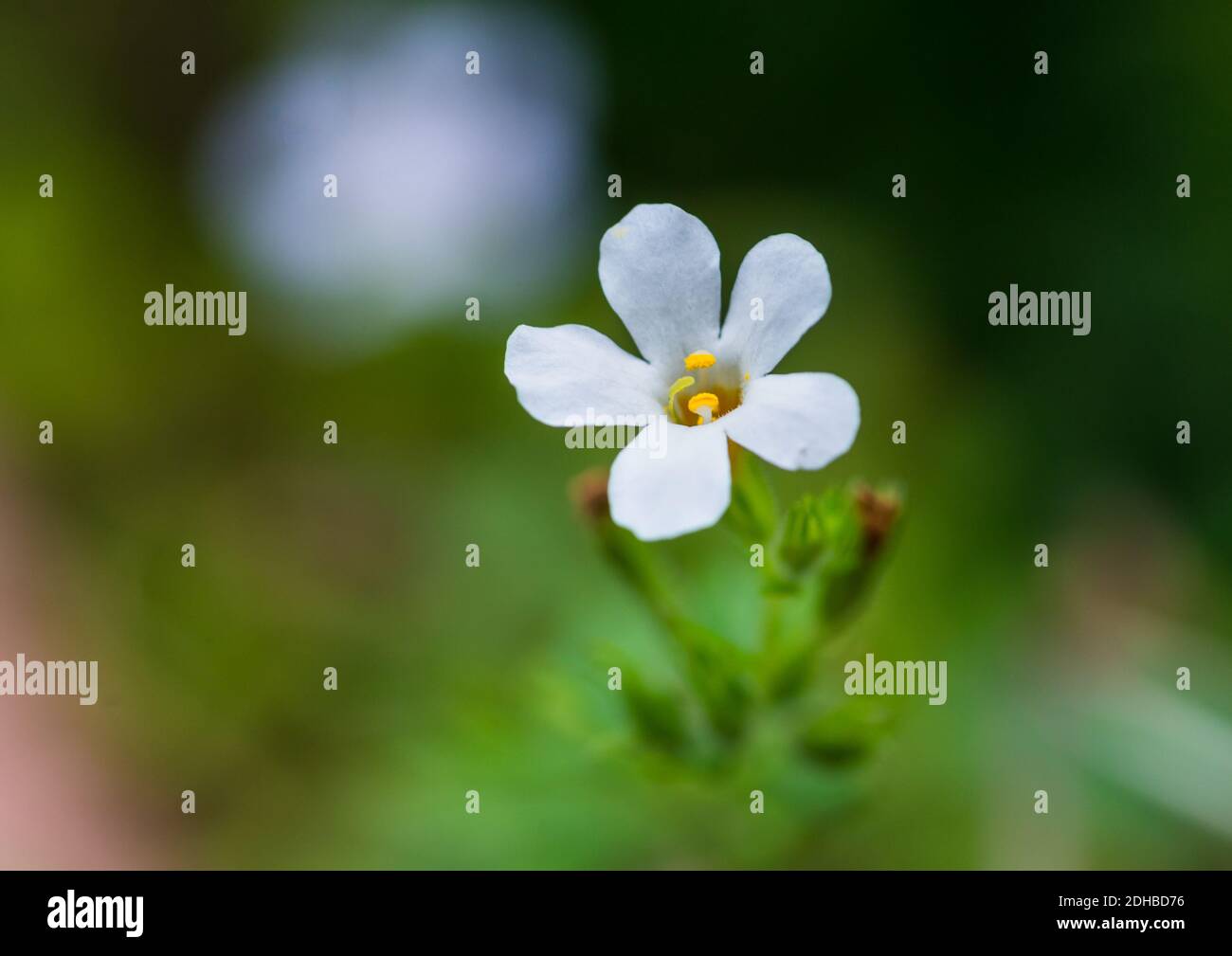 A macro shot of a white bacopa snowtopia bloom Stock Photo - Alamy