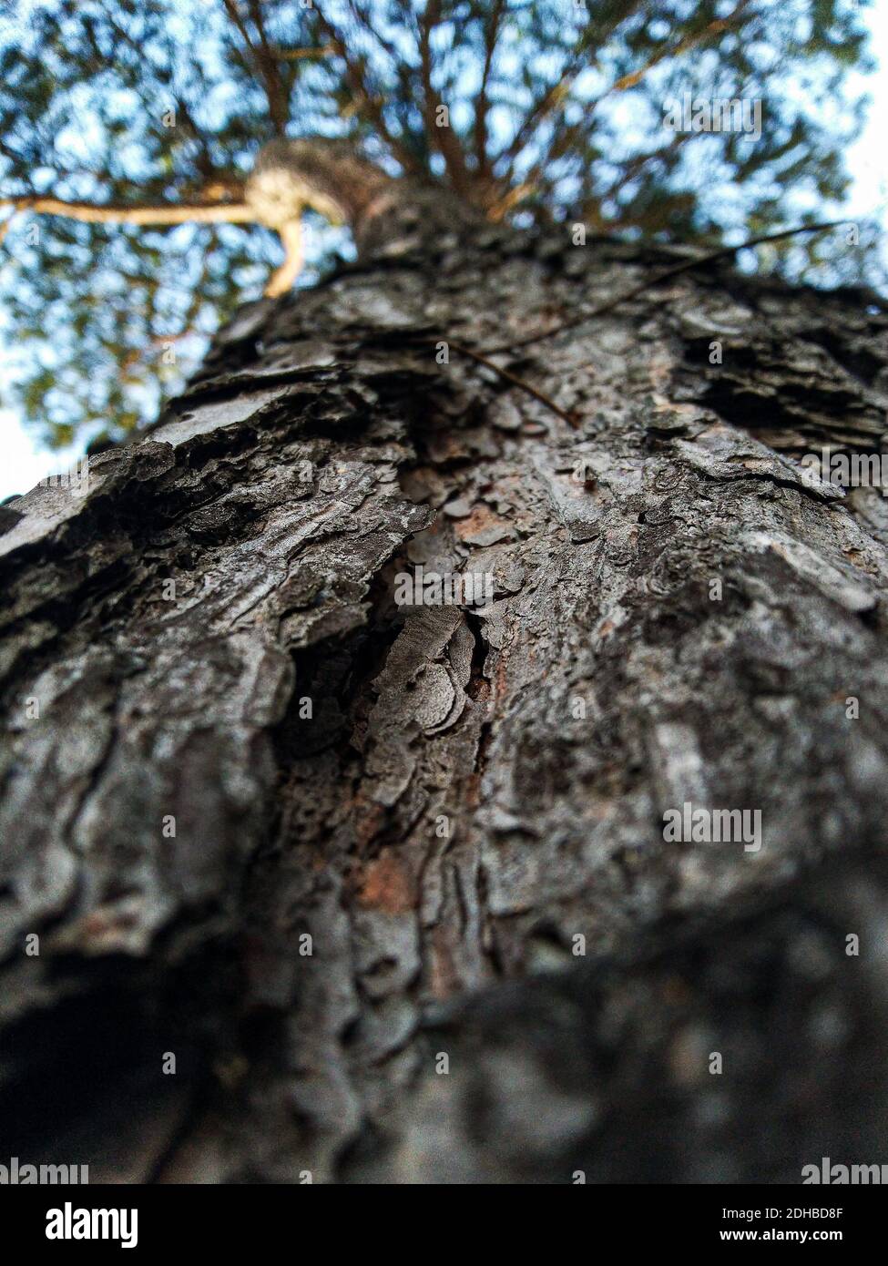 Old wood bark texture or background, Red pine tree Stock Photo - Alamy