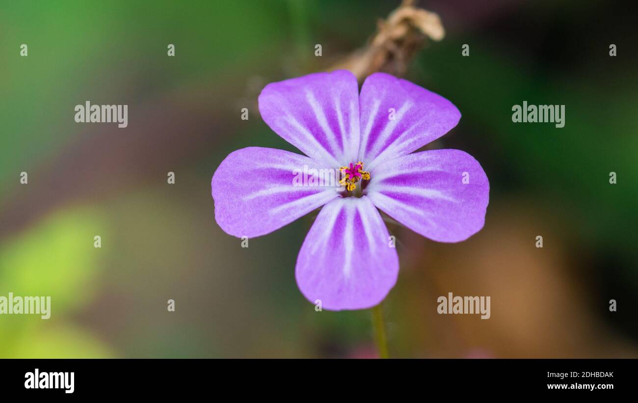 Robert bloom hi-res stock photography and images - Alamy