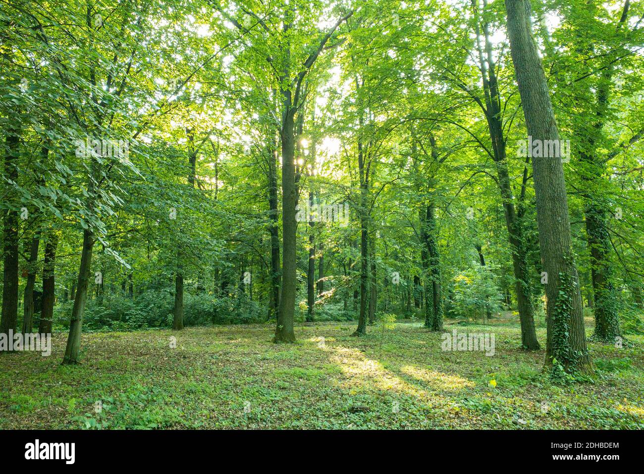 Beautiful green forest. Forest trees, sunny spring summer landscape ...
