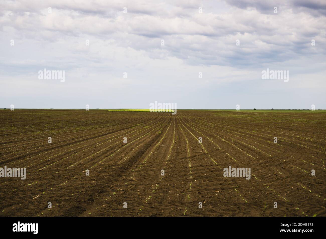 A beautiful view of a large agricultural field with growing plants ...