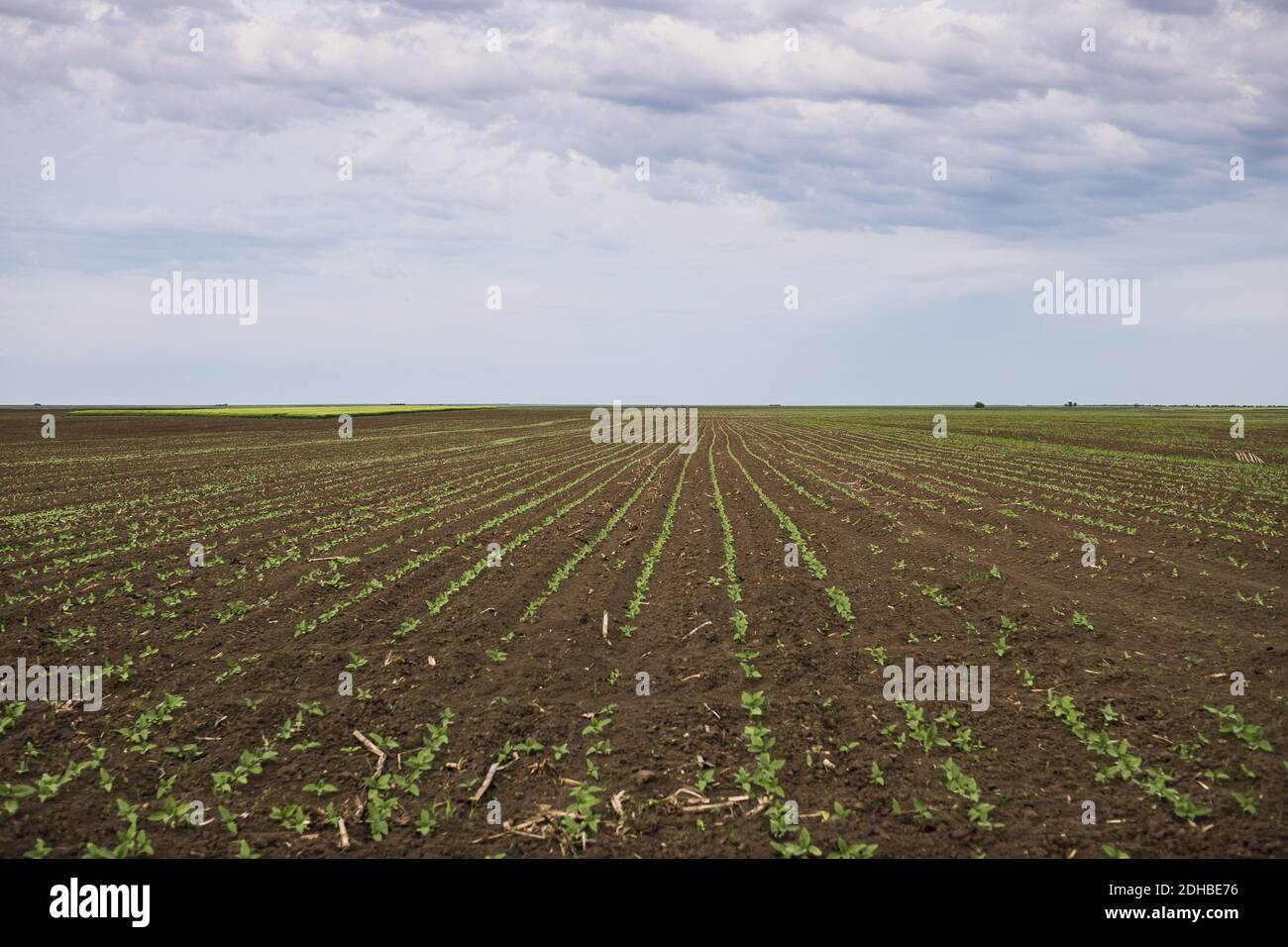A beautiful view of a large agricultural field with growing plants ...