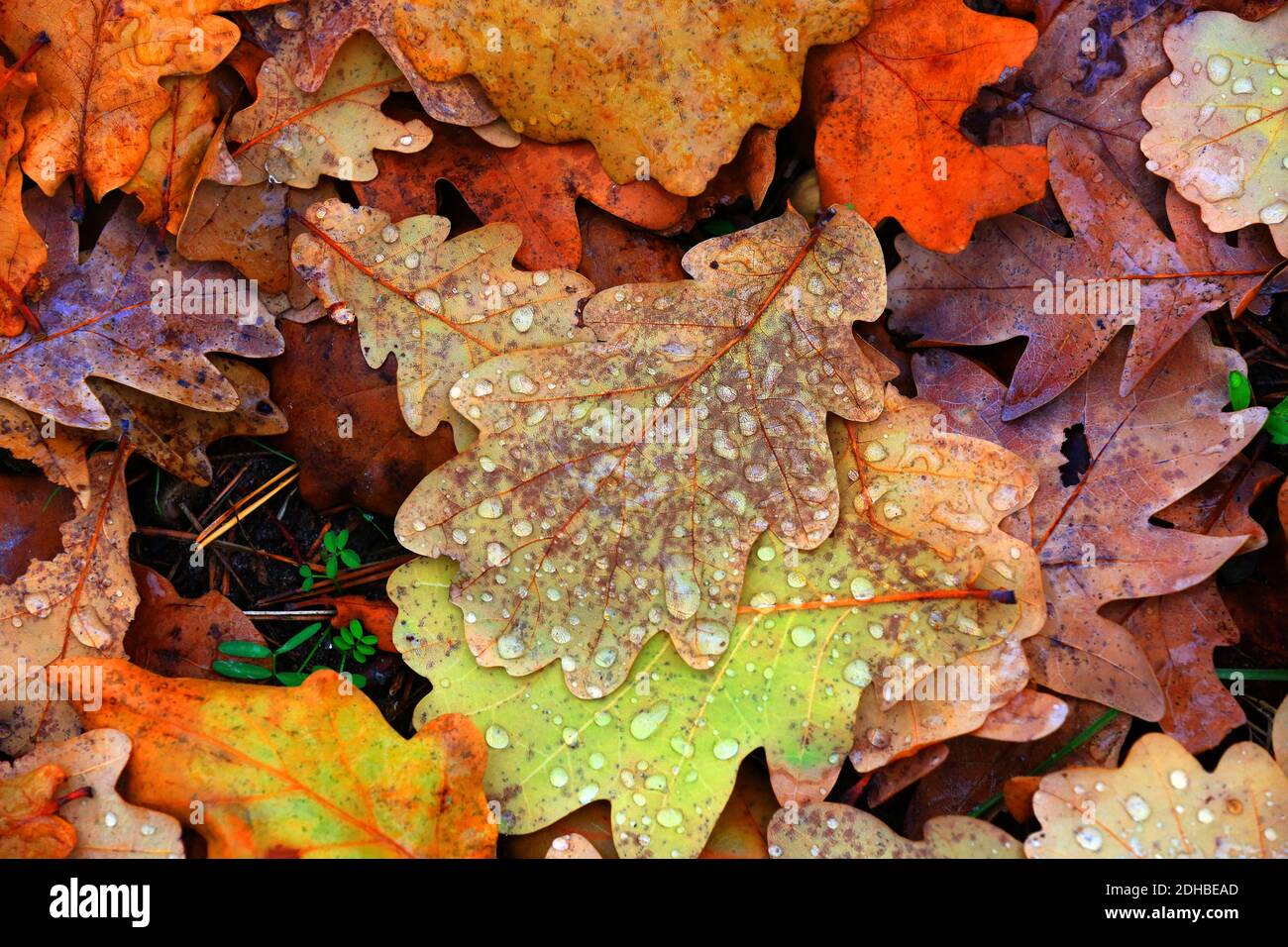 Watr hi-res stock photography and images - Alamy
