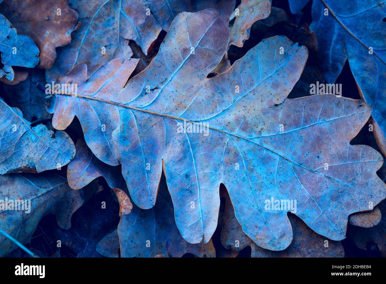 frozen oak leafag on ground - anstract natural nackground Stock Photo ...