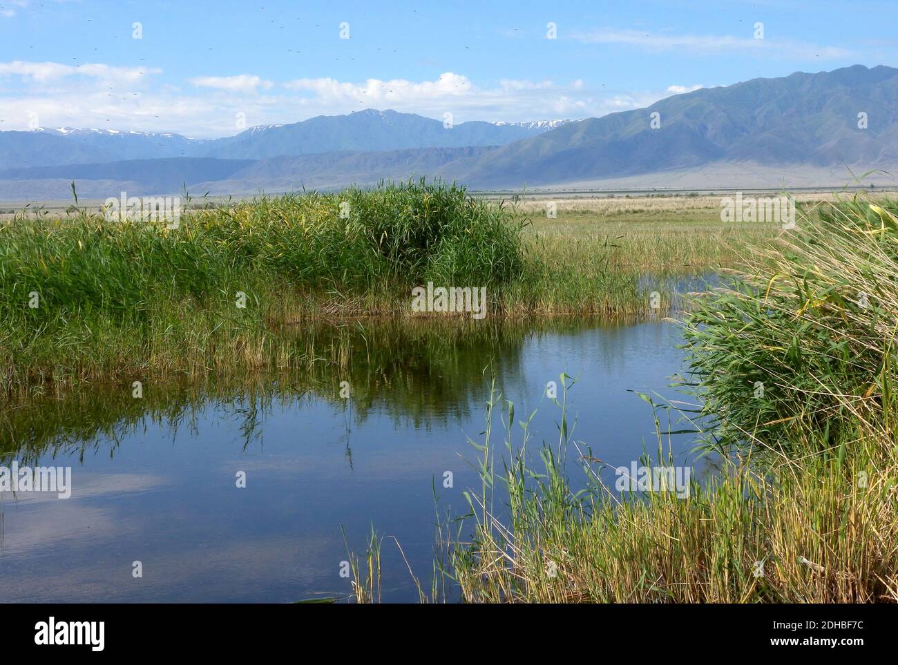 Midge lake hi-res stock photography and images - Alamy