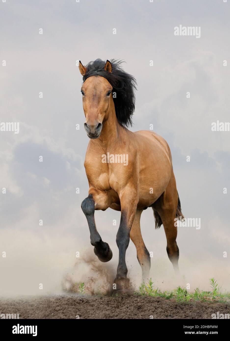 Horse motion gallop hi-res stock photography and images - Alamy