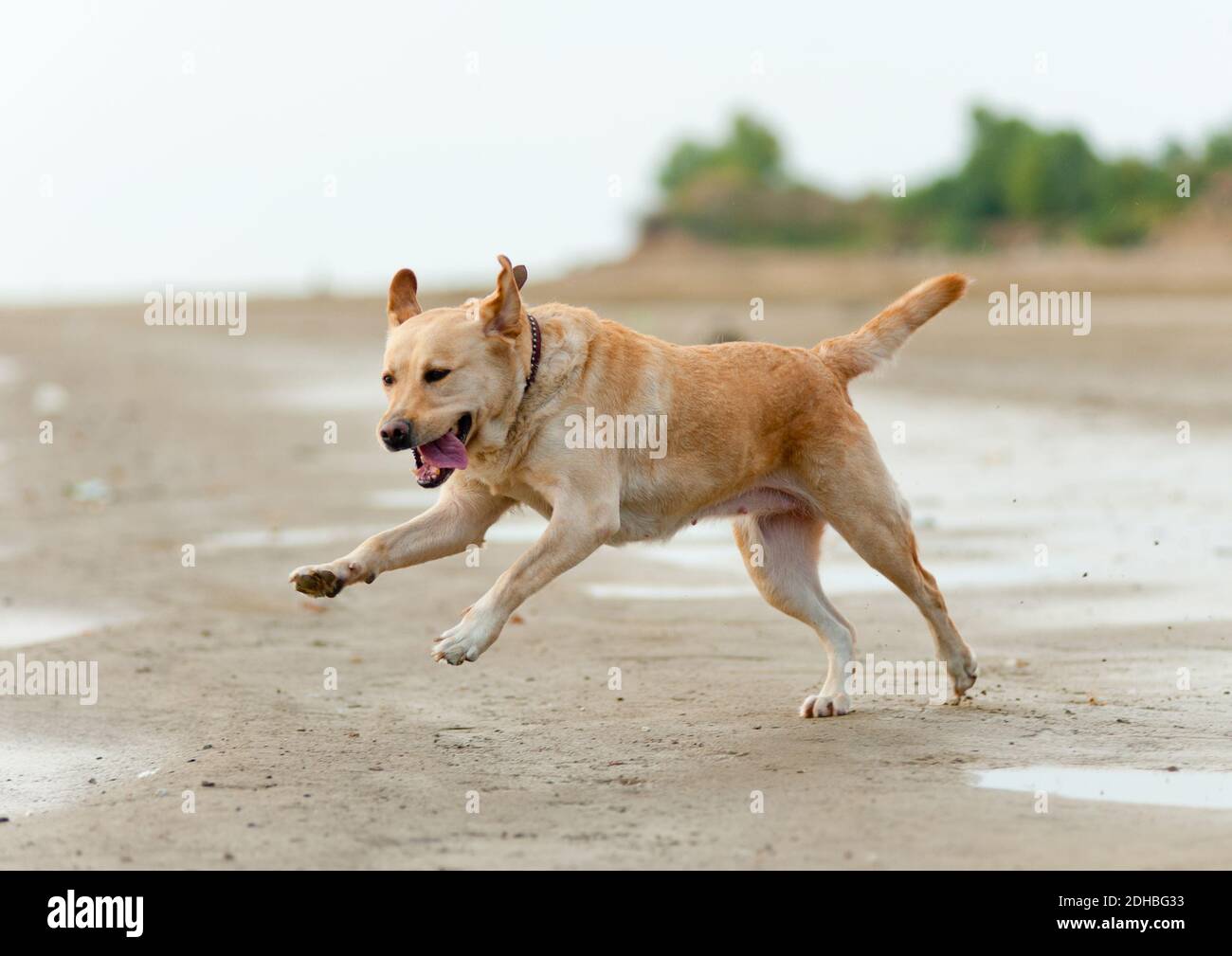 labrador retriever run Stock Photo - Alamy