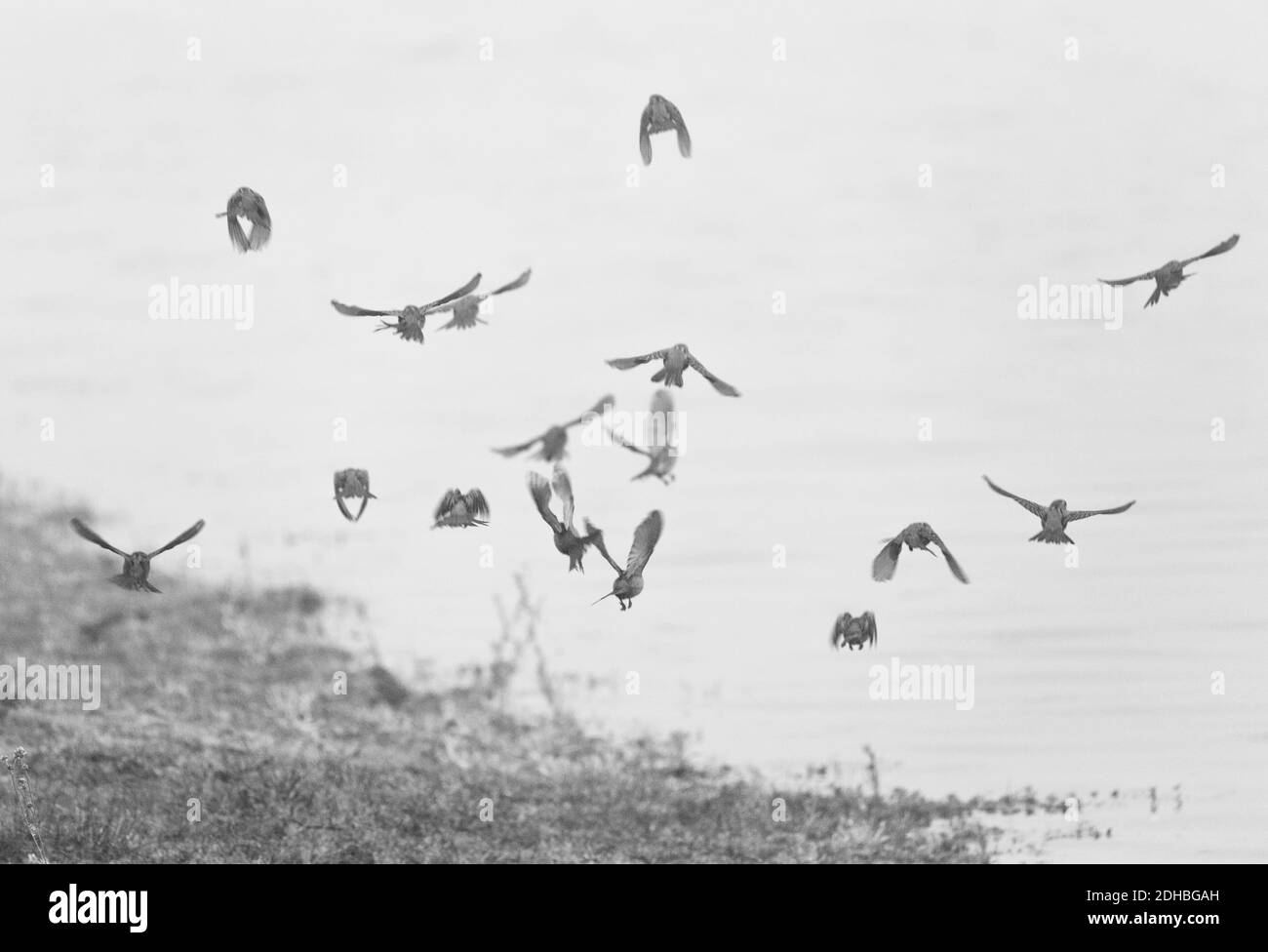 Above view birds Black and White Stock Photos & Images - Alamy