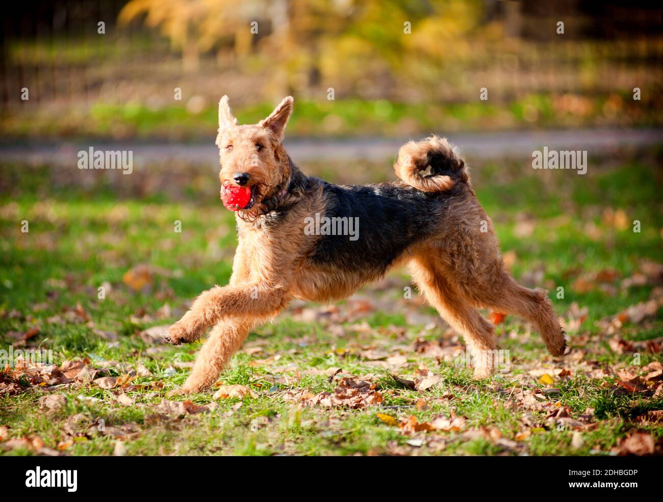 Blue Irish Terrier