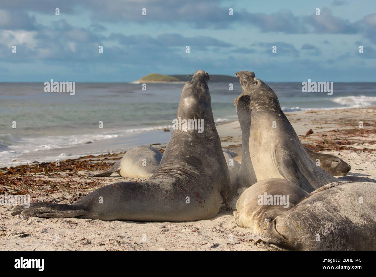 Sea elephant hi-res stock photography and images - Alamy