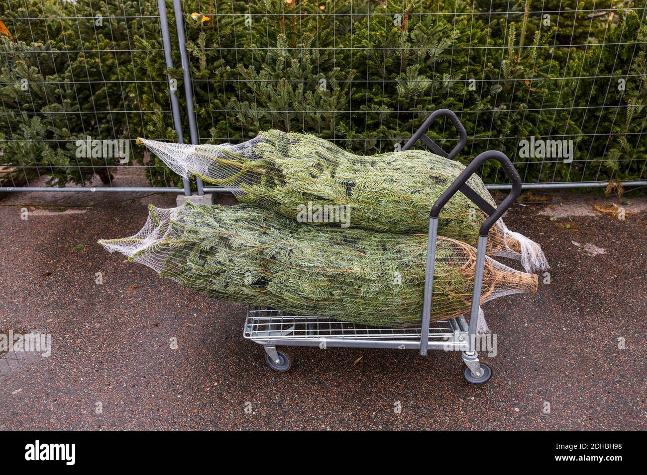 Shopping trolley in tree hi-res stock photography and images - Alamy