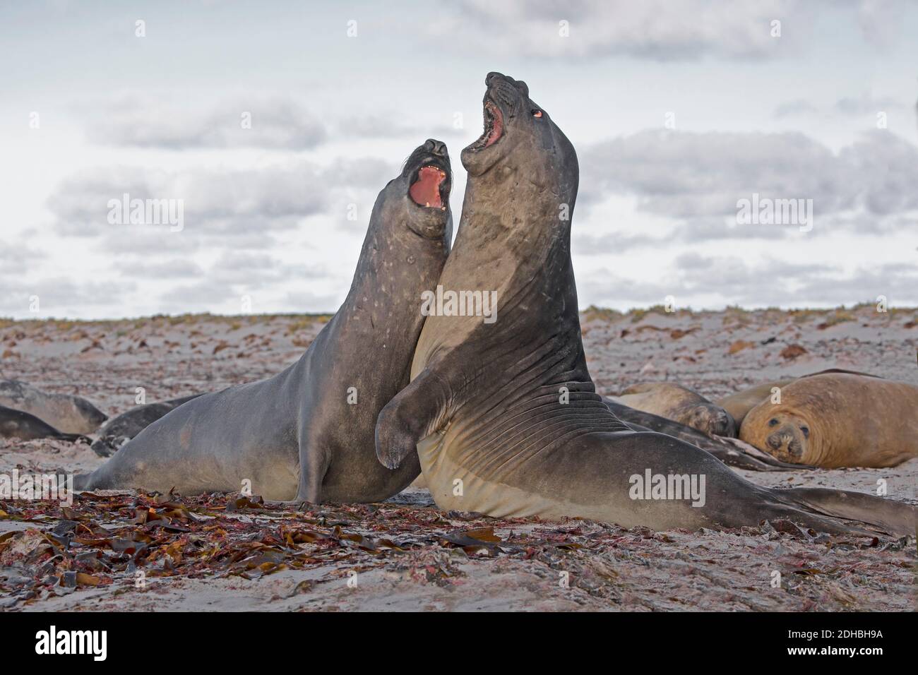 Sea elephant hi-res stock photography and images - Alamy