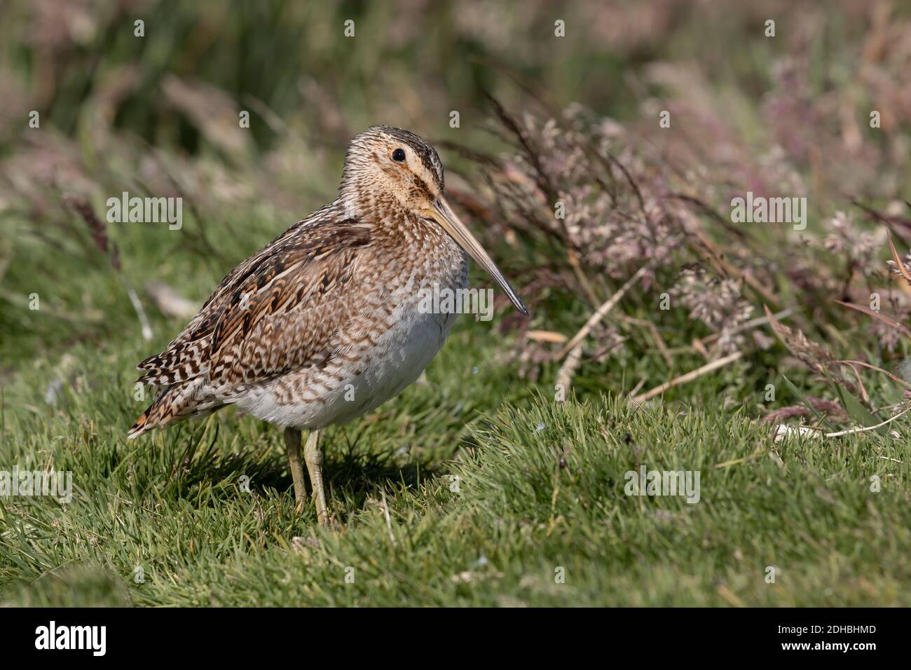 Magellan snipe having shelter in a grassy patch, Sea Lion island ...