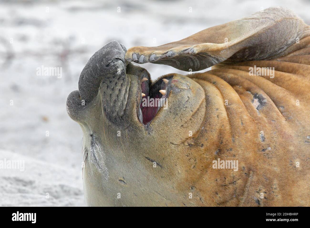 Sea elephant hi-res stock photography and images - Alamy