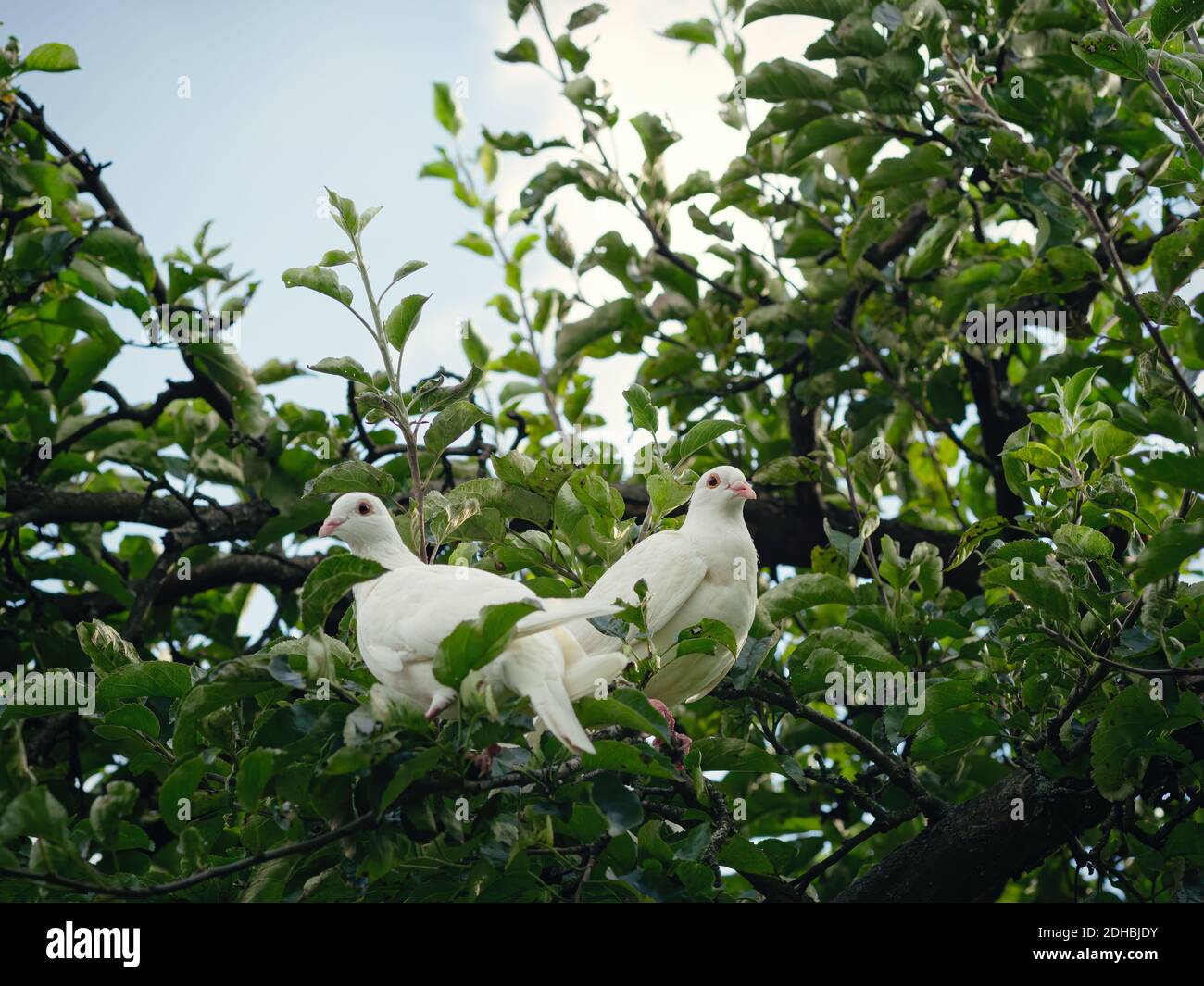 Two turtle doves hi-res stock photography and images - Alamy