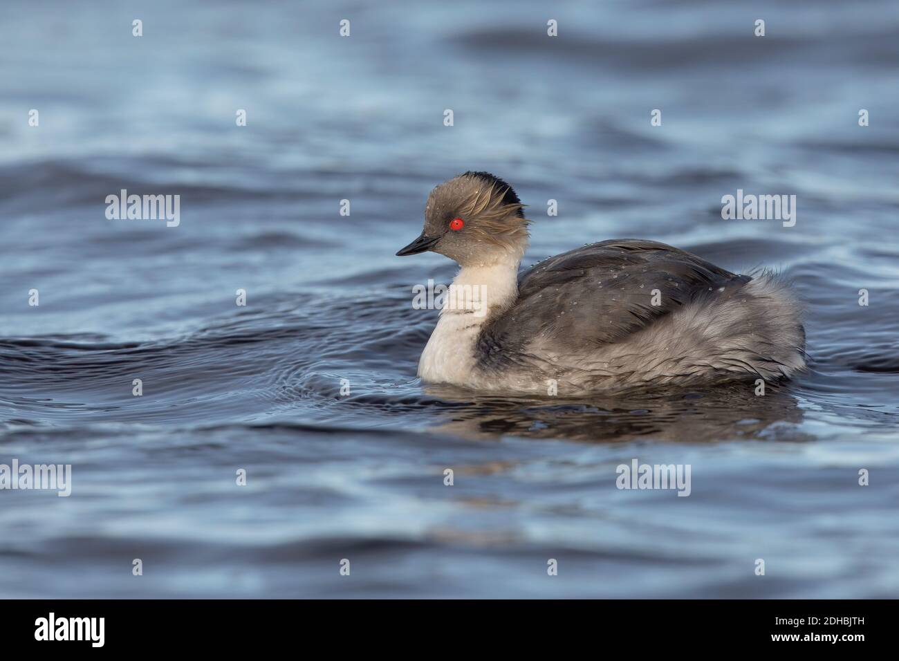 Silvery grebe, Sea Lion island, Falkland, January 2018 Stock Photo - Alamy