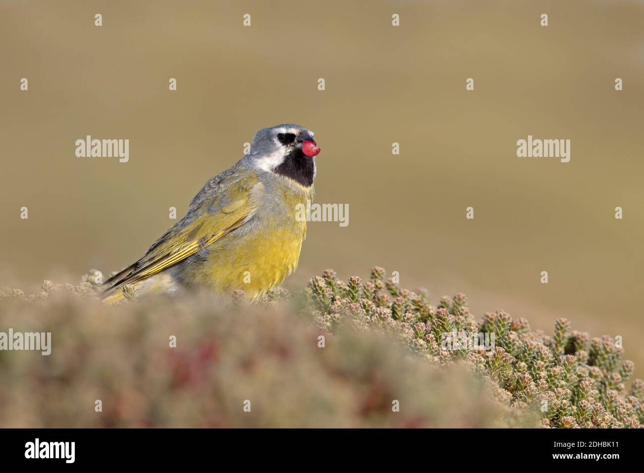 Black-thorated finch with diddle-dee berry, Sea Lion island, Falkland ...
