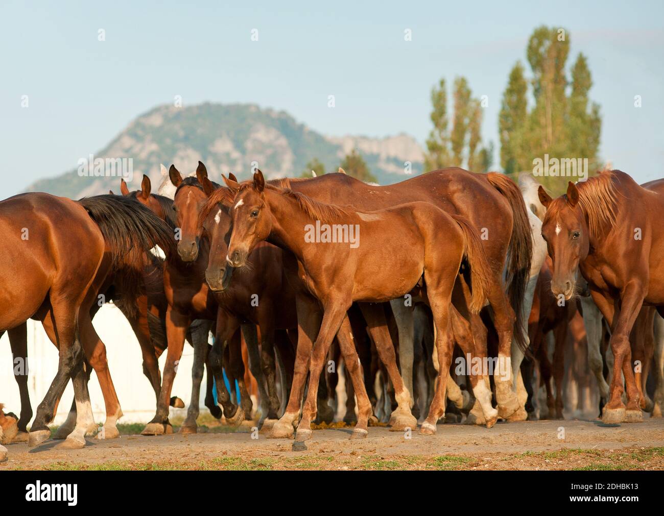 Arabian horse chestnut stallion gallop hi-res stock photography and ...