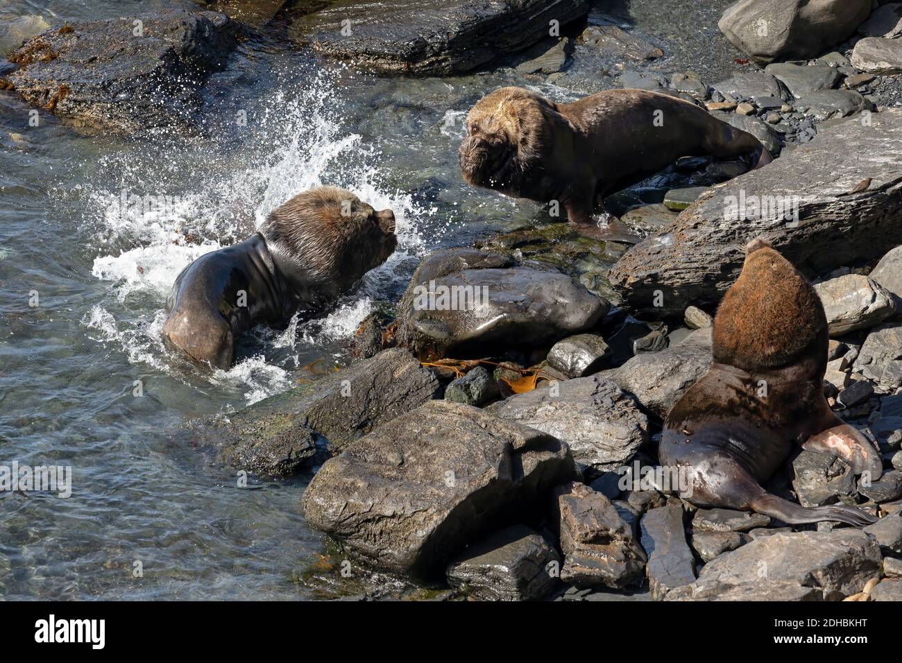Bull sea lion hi-res stock photography and images - Alamy