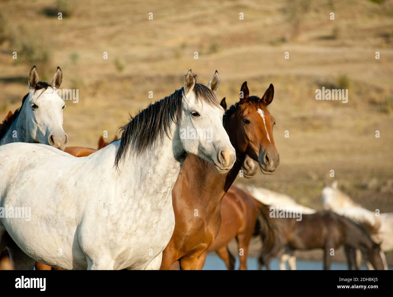 Wild and free nature hi-res stock photography and images - Alamy
