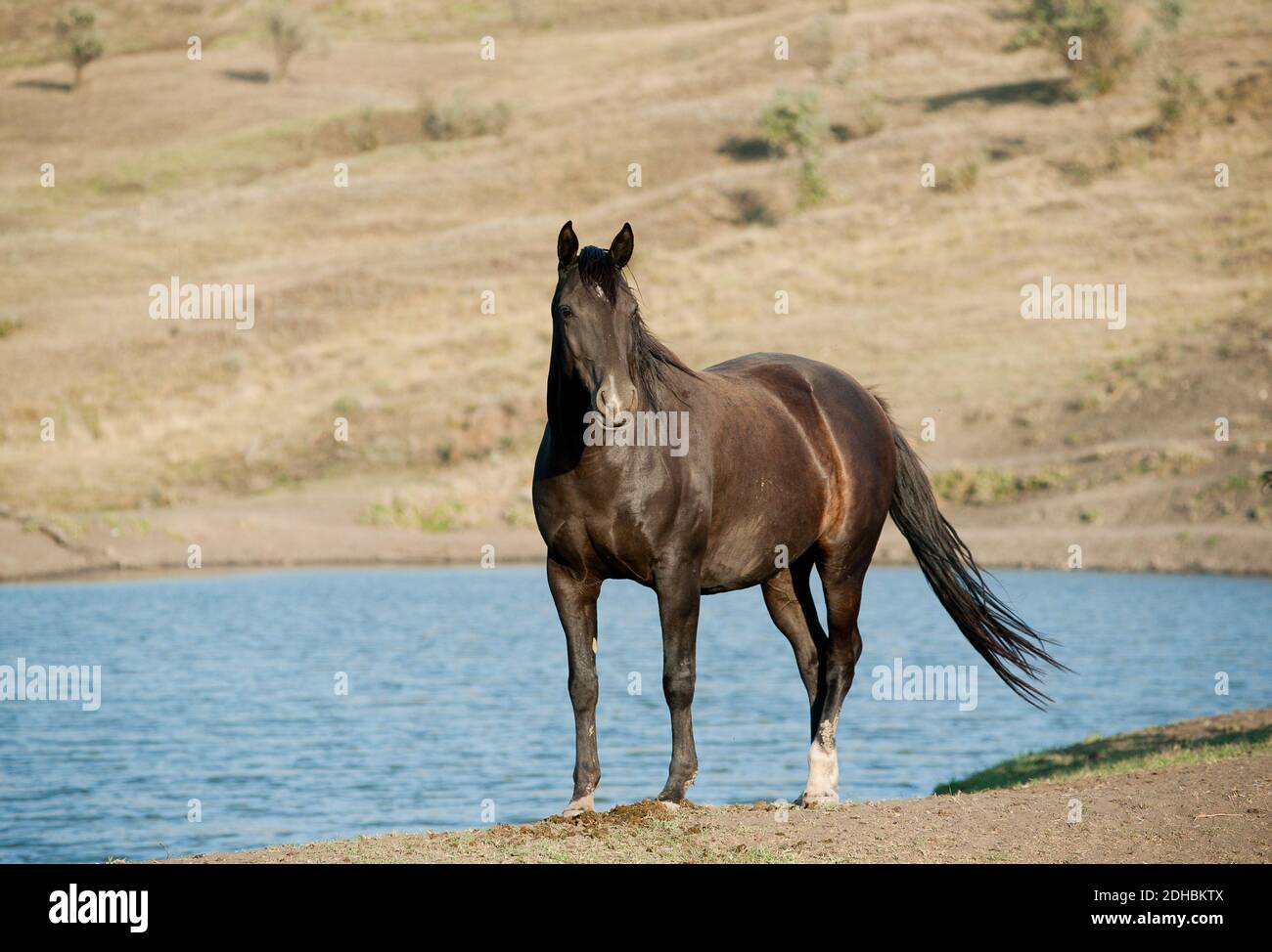 Stallion lake hi-res stock photography and images - Alamy