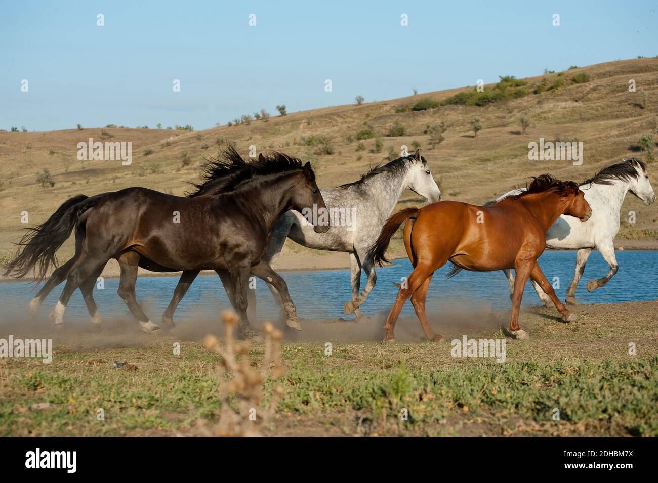 horses run in the wild Stock Photo - Alamy