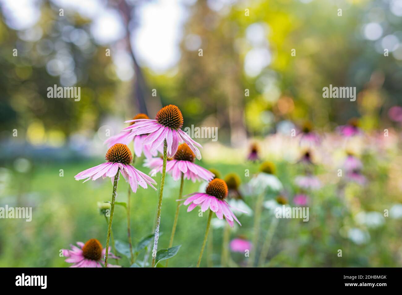 Sunbeam flower trees hi-res stock photography and images - Alamy