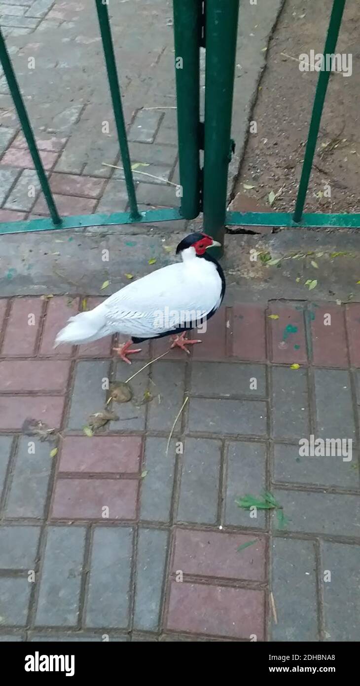 White pheasant bird hi-res stock photography and images - Alamy