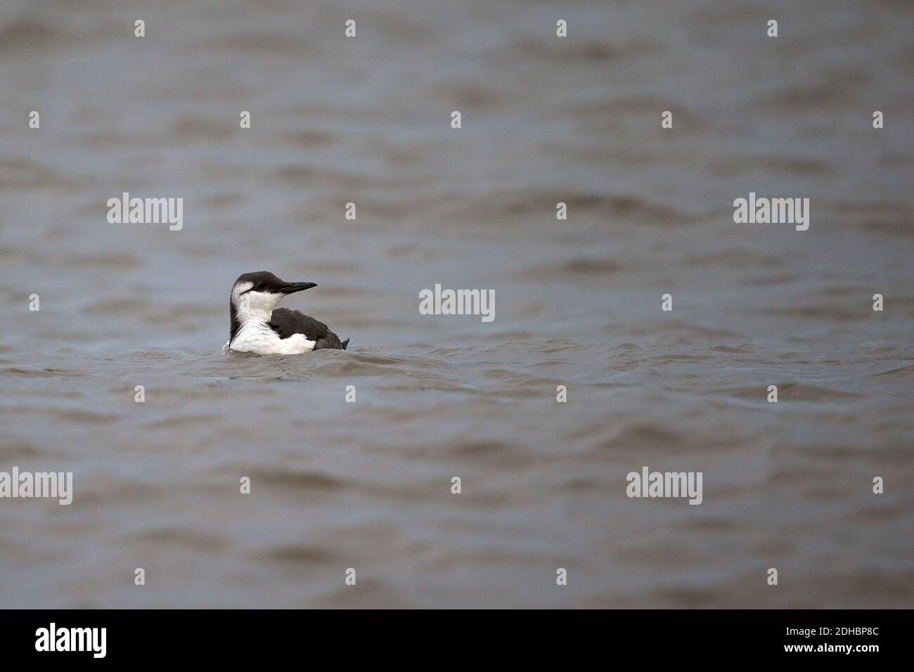 Uria aalge uk winter hi-res stock photography and images - Alamy