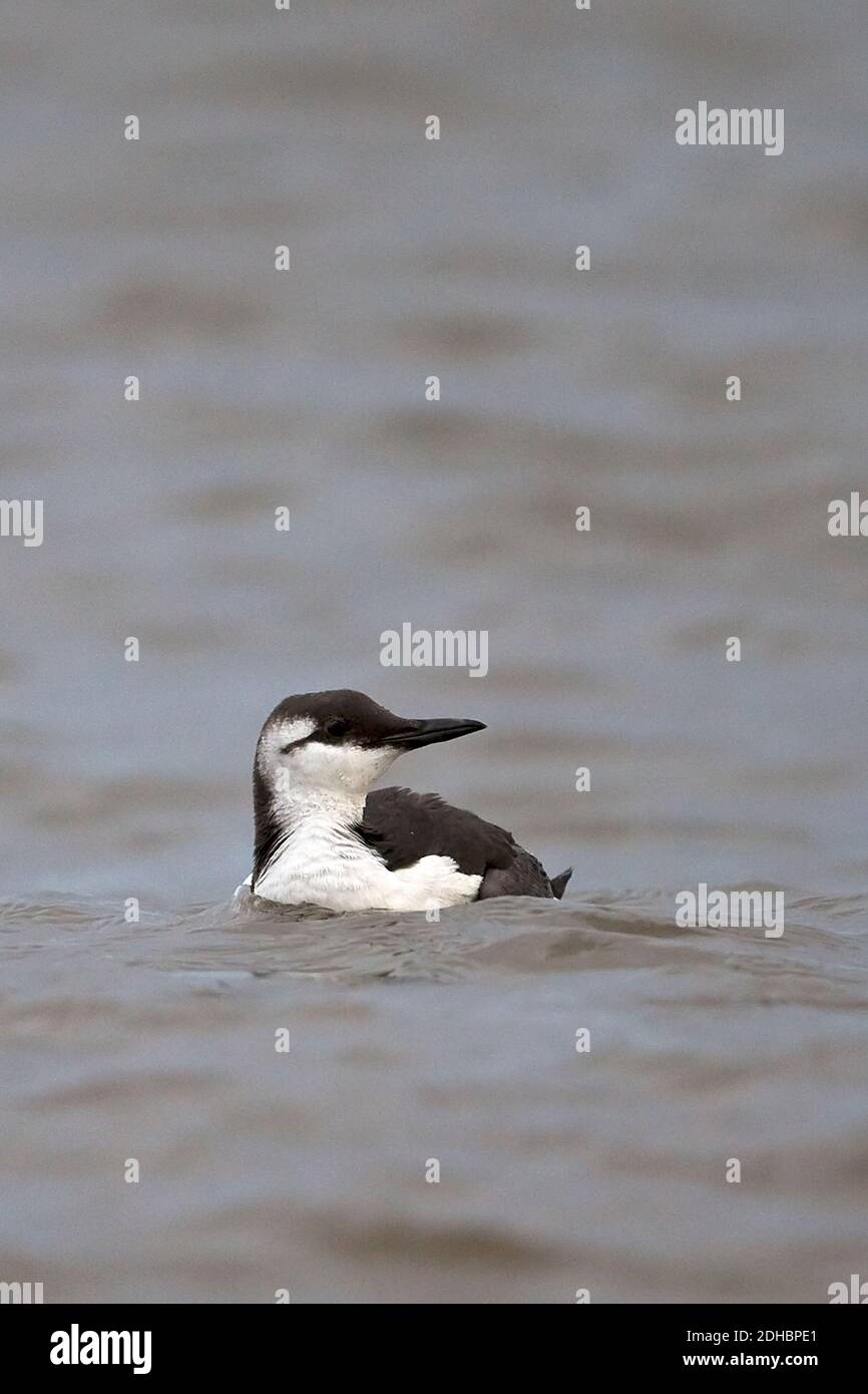 Uria aalge uk winter hi-res stock photography and images - Alamy