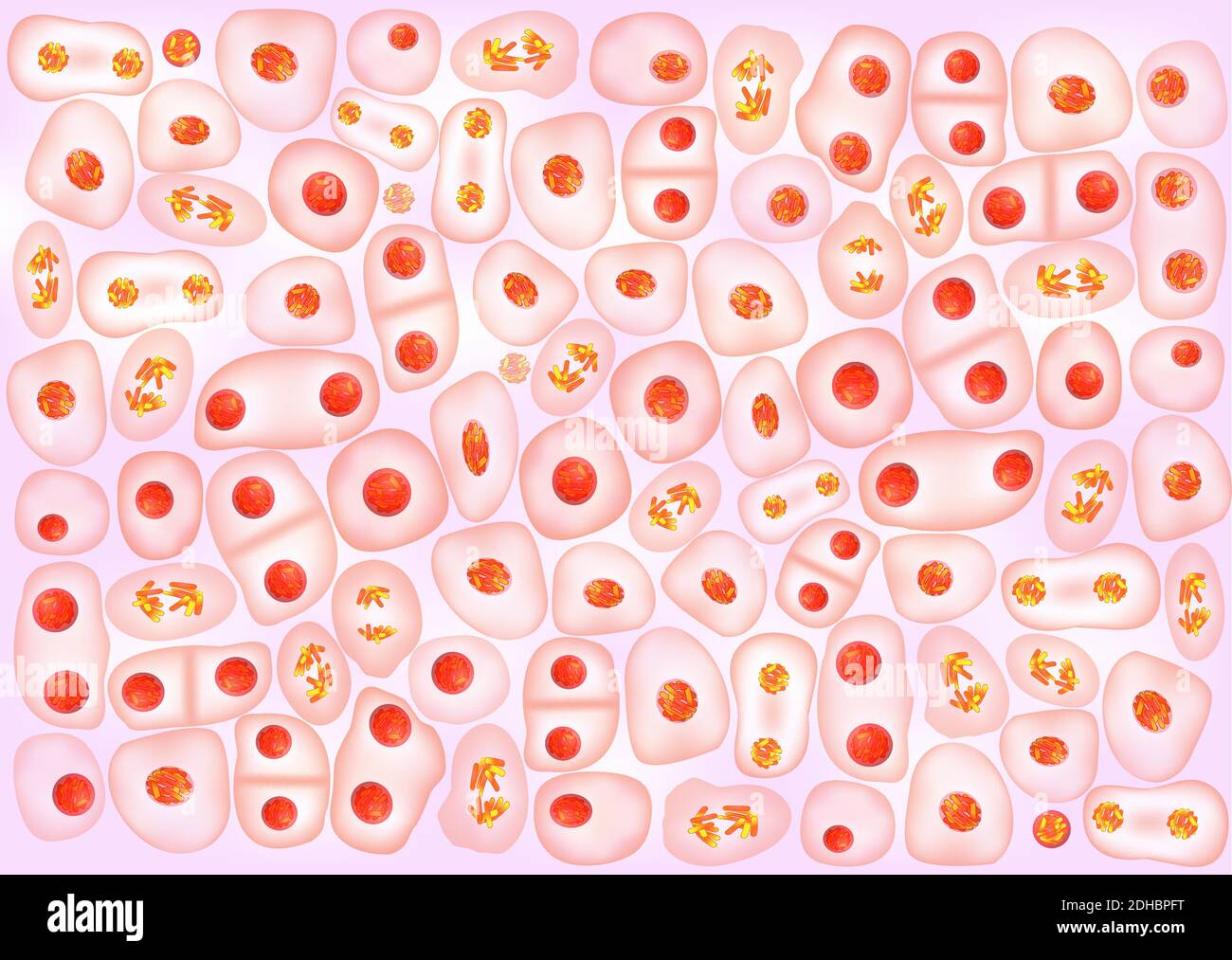 Cell division background. Vector Stock Vector Image & Art - Alamy