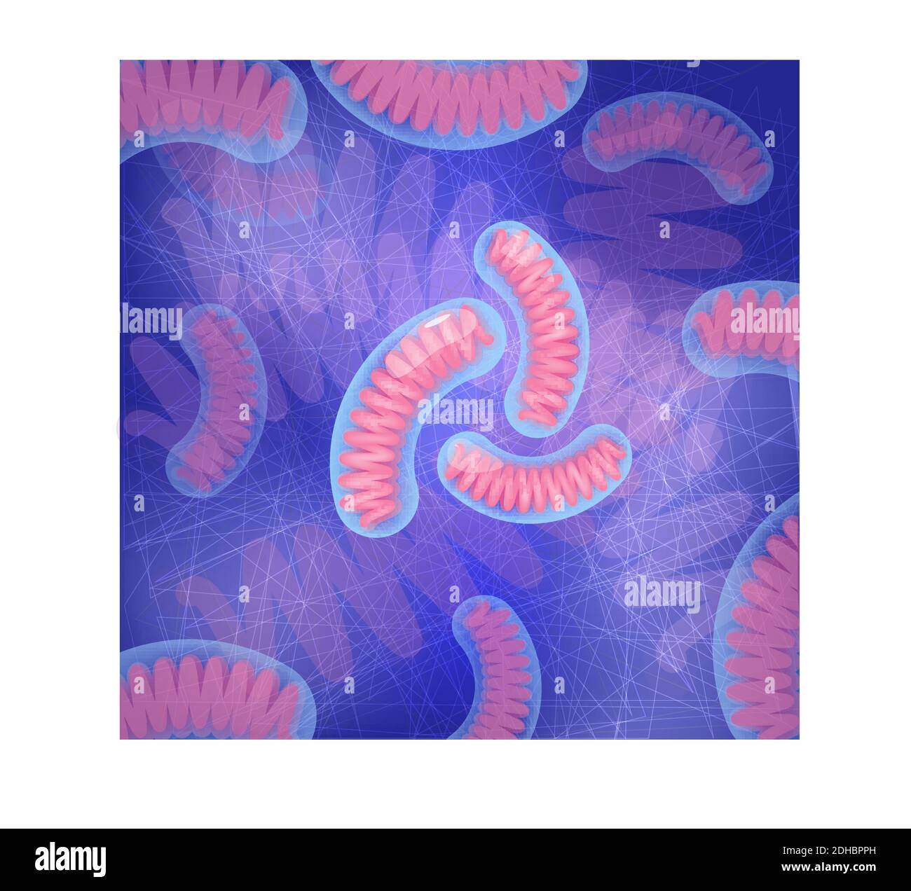 Mitochondria hi-res stock photography and images - Alamy