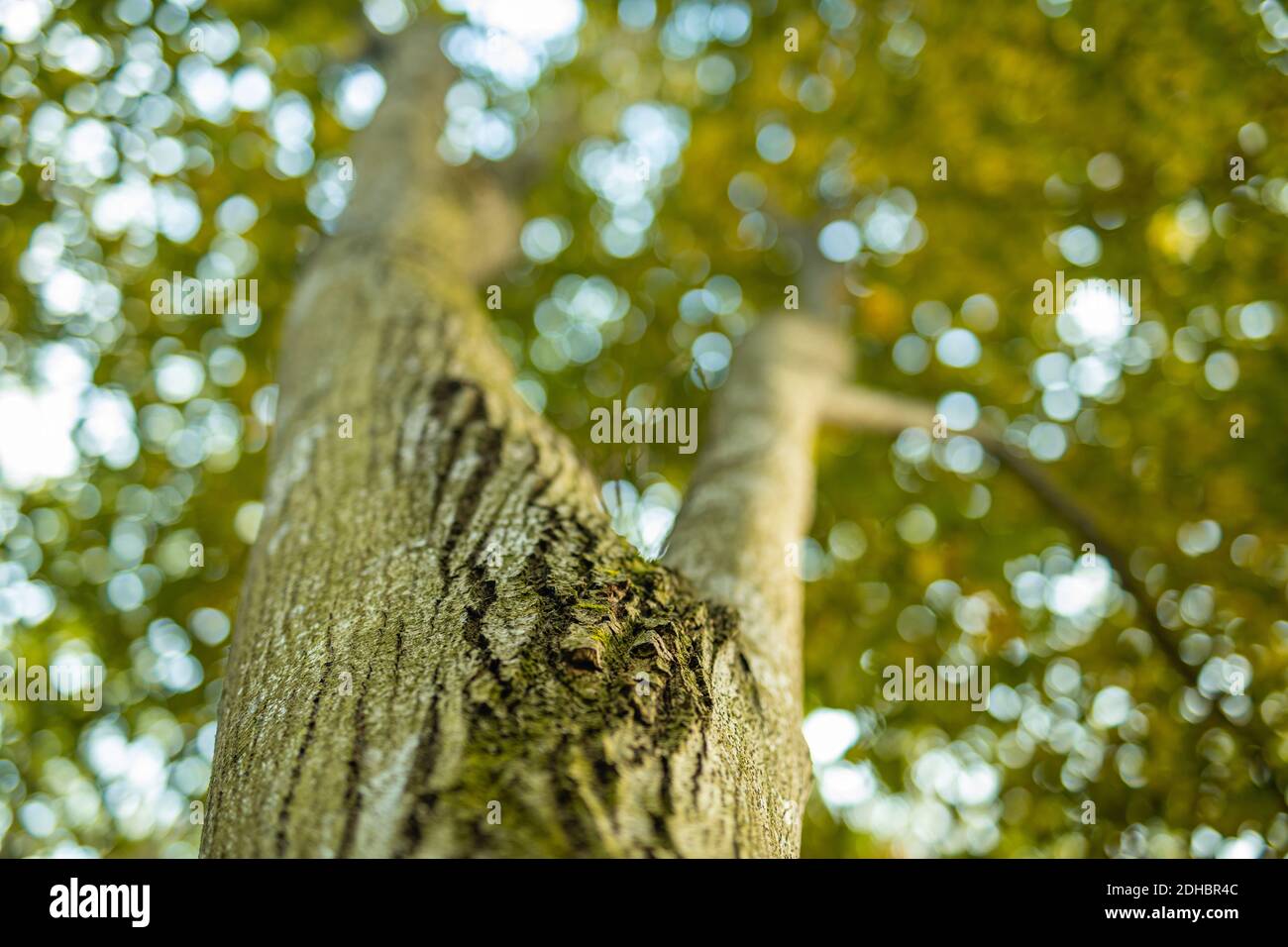 Tree trunk golden leaves and blurred sky, autumn background. Fall ...