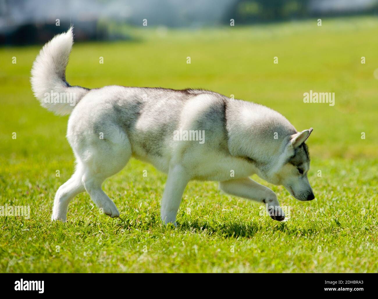 Husky snout hi-res stock photography and images - Alamy