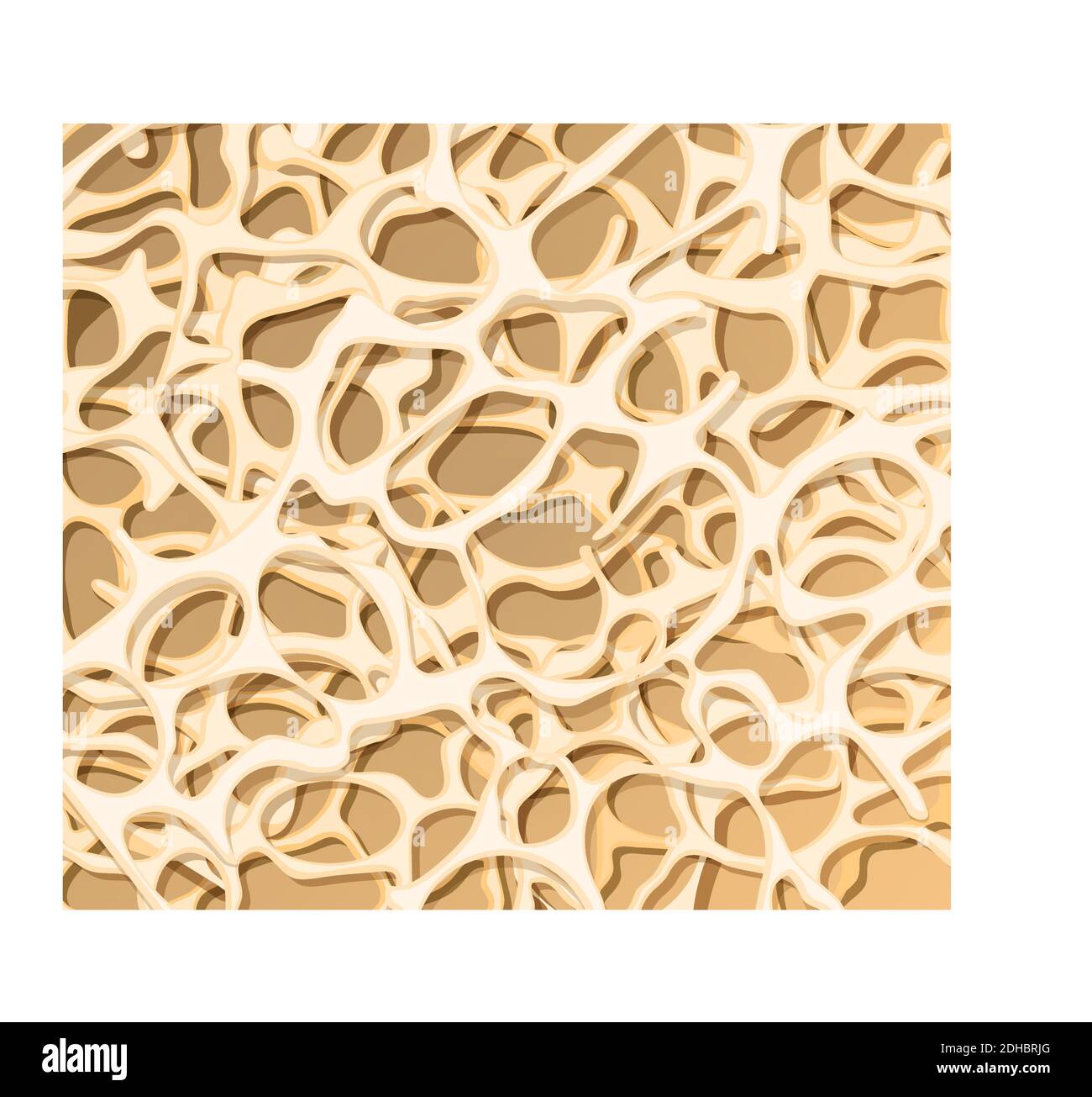 Normal bone structure hi-res stock photography and images - Alamy