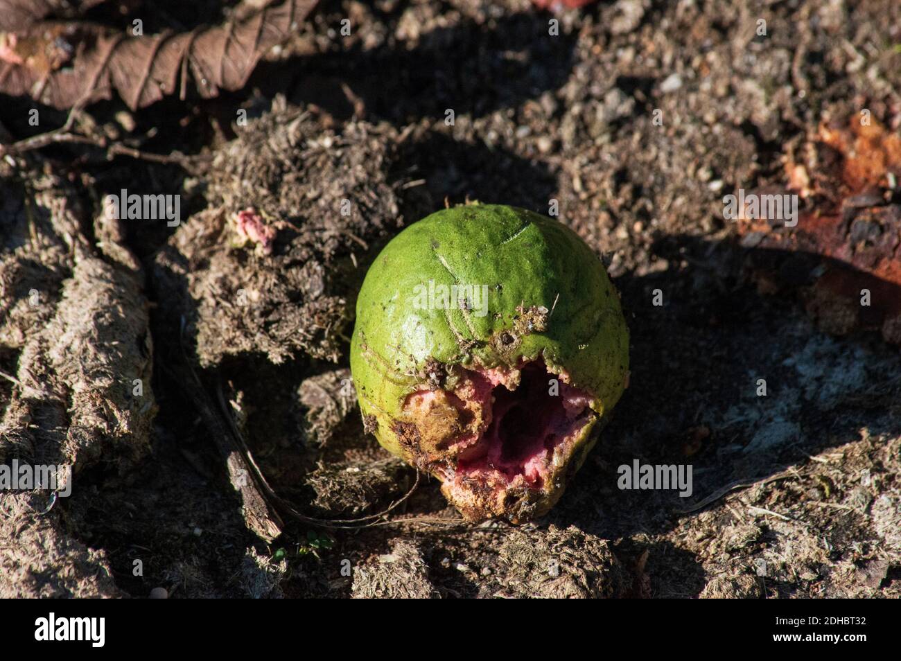 Rotten guava hi-res stock photography and images - Alamy