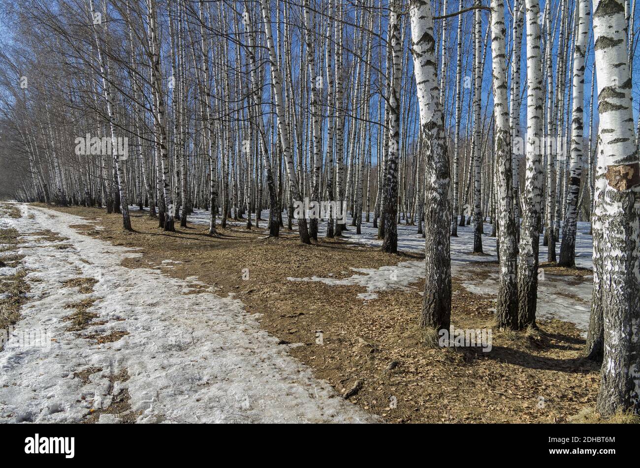 The edge of a birch grove in the early spring Stock Photo - Alamy