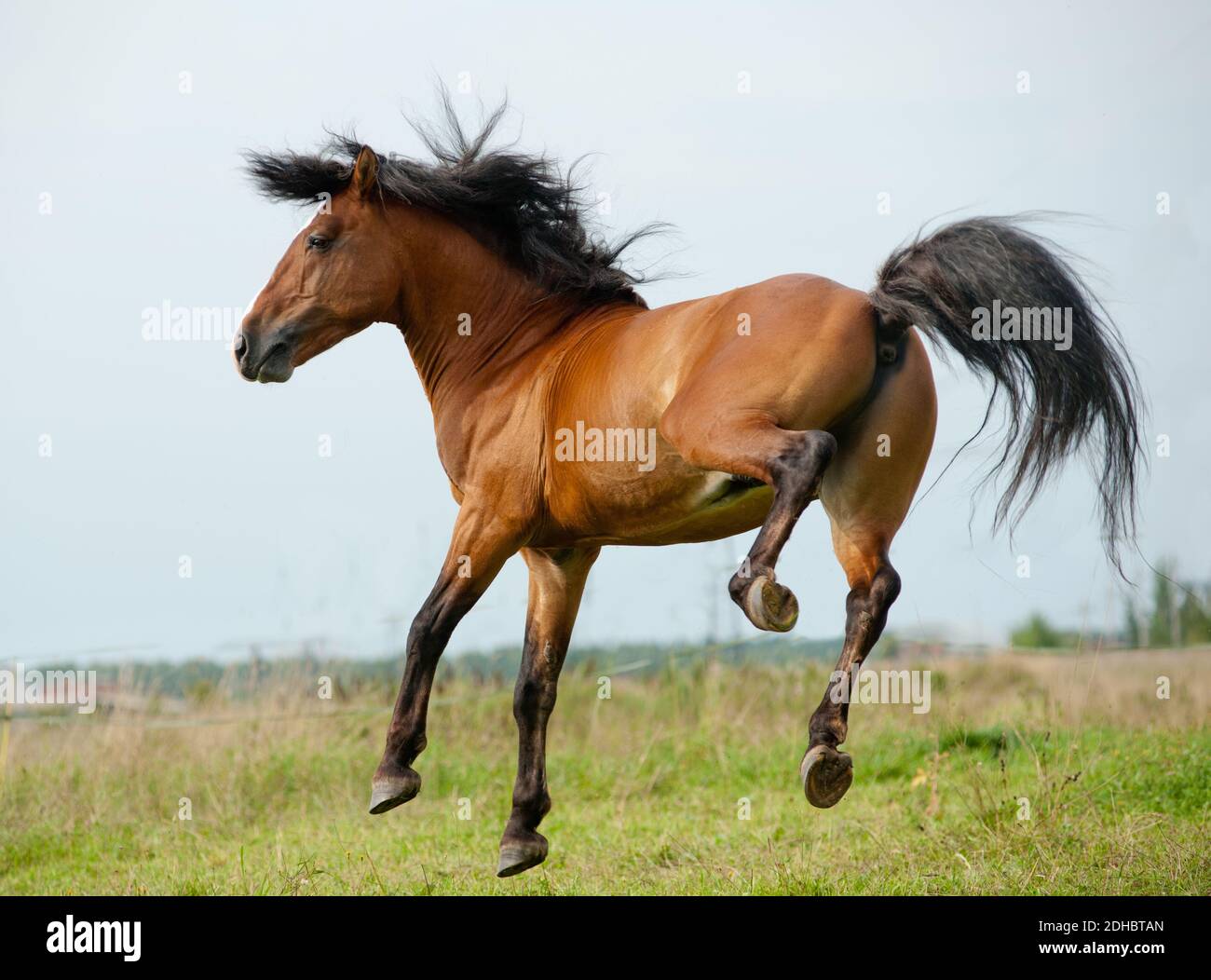 Stallion play hi-res stock photography and images - Alamy