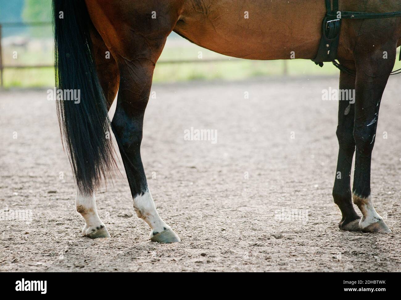 horse in paddock Stock Photo - Alamy