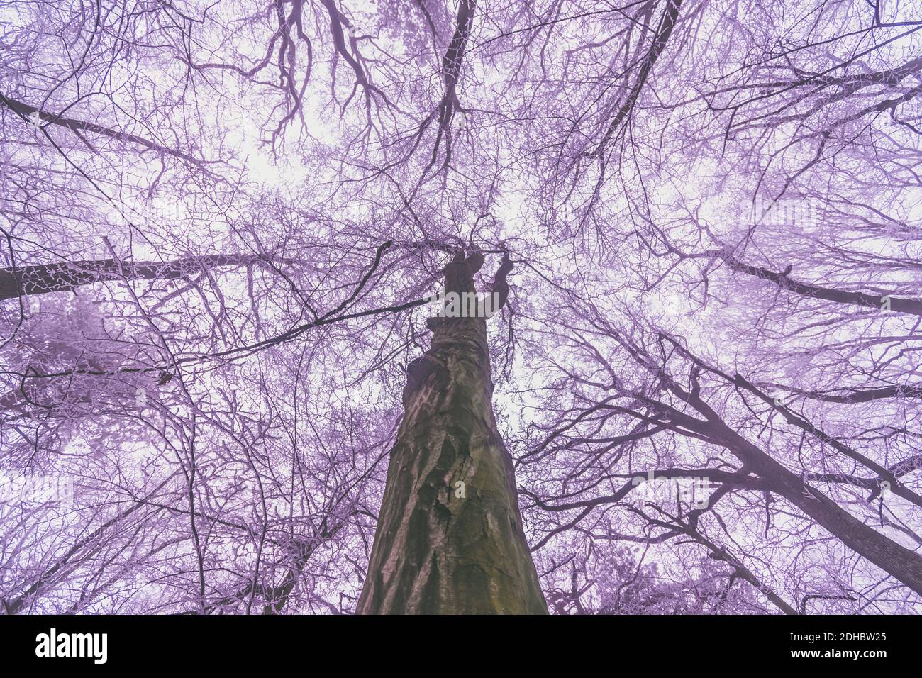 Above tree tops in beautiful hi-res stock photography and images - Alamy