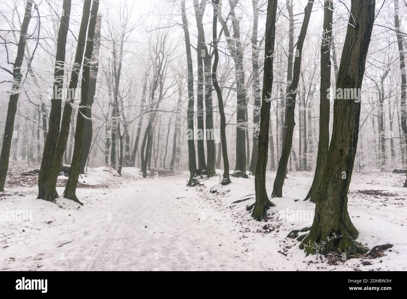 Tree trunks frozen in ice hi-res stock photography and images - Alamy