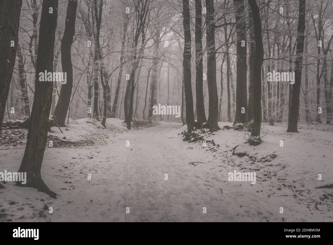 Tree trunks frozen in ice hi-res stock photography and images - Alamy