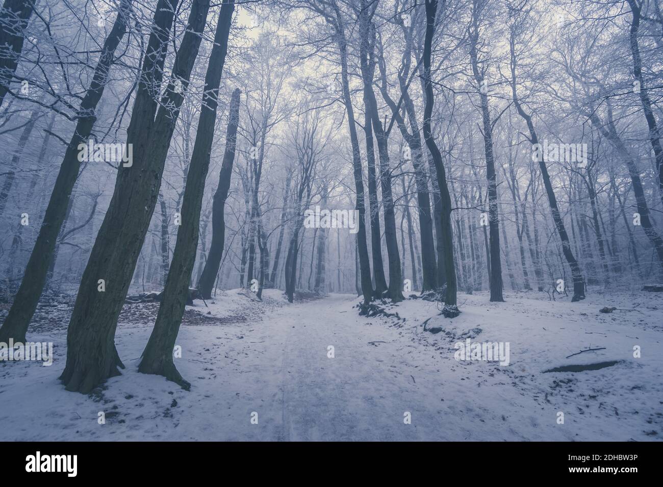 tree trunks in winter time with snow Stock Photo - Alamy