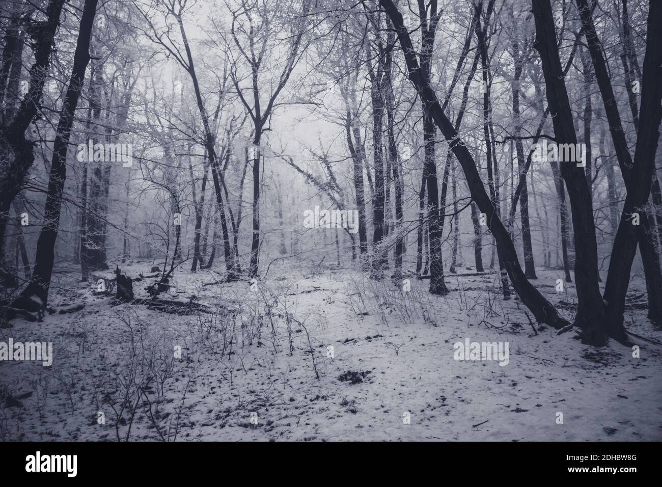 Above tree tops in beautiful hi-res stock photography and images - Alamy