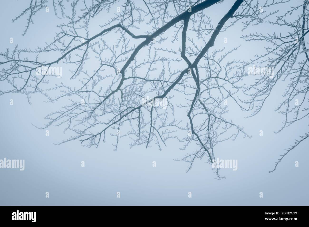 Above tree tops in beautiful hi-res stock photography and images - Alamy