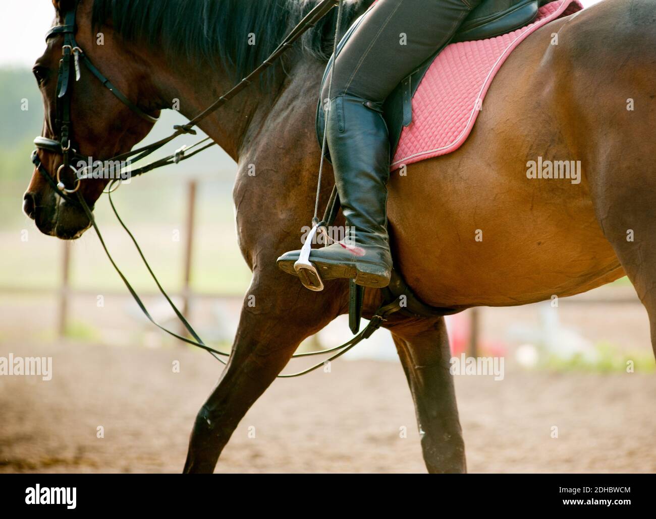 Hore animal hi-res stock photography and images - Alamy